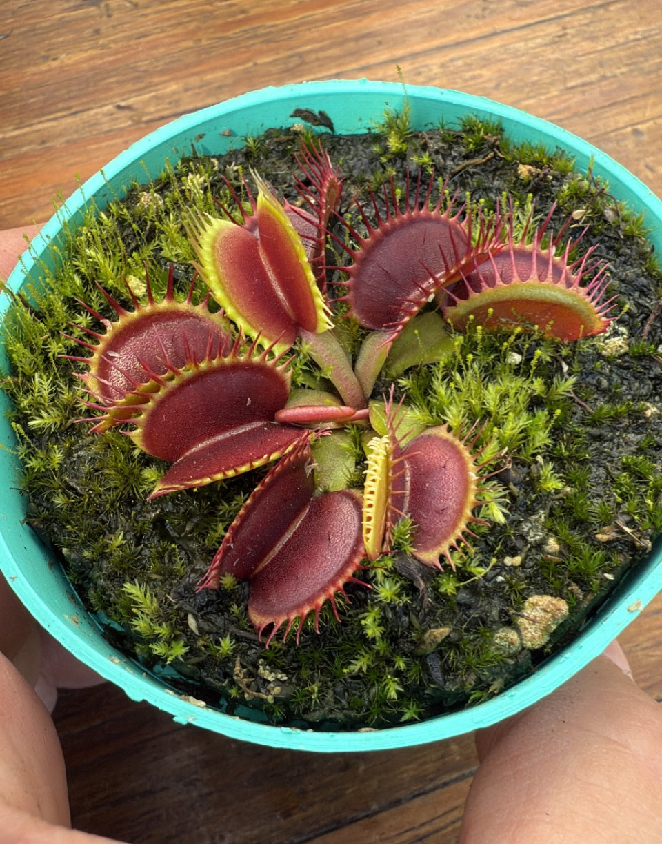 Venus Fine Tooth – Carnívoraencasa